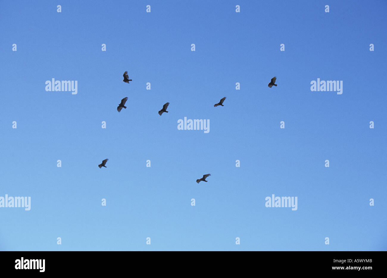 Turkey Vulture Cathartes aura Flying Stock Photo - Alamy