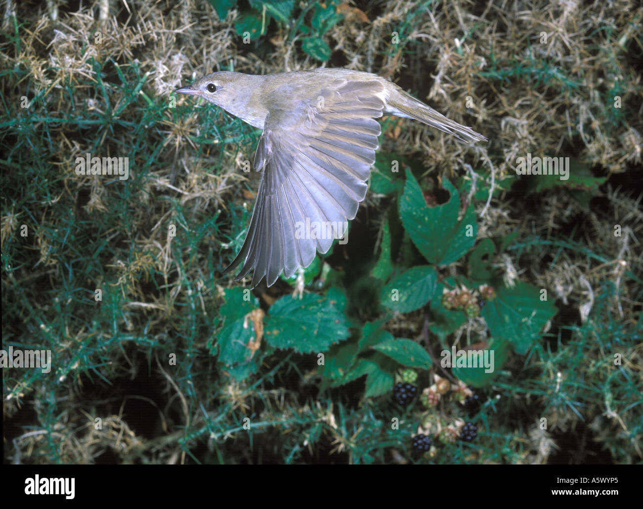 Garden warbler sylvia borin flight hi-res stock photography and images ...