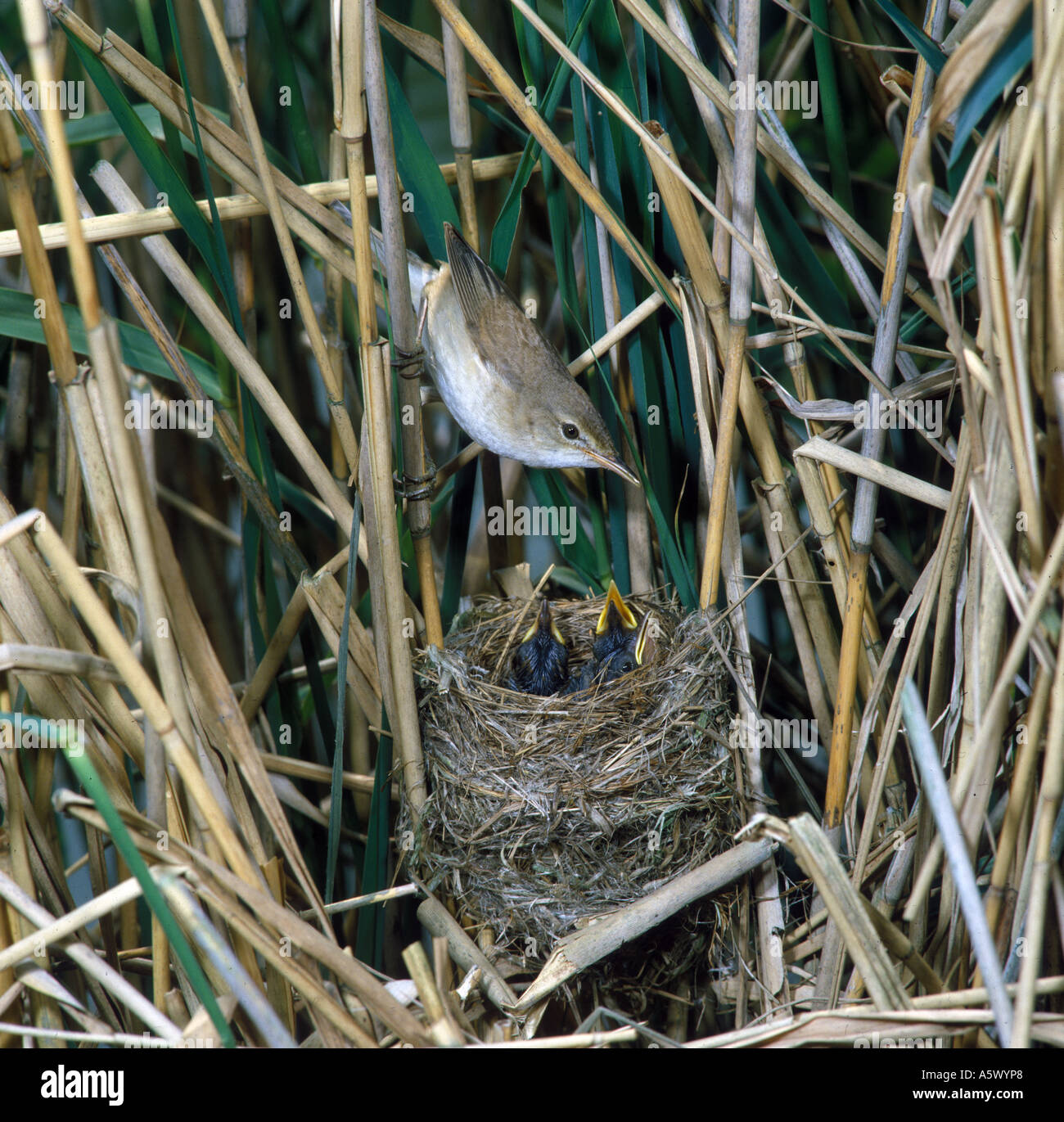 Reed Warbler Acrocephalus scirpaceus At nest young in nest Stock Photo ...