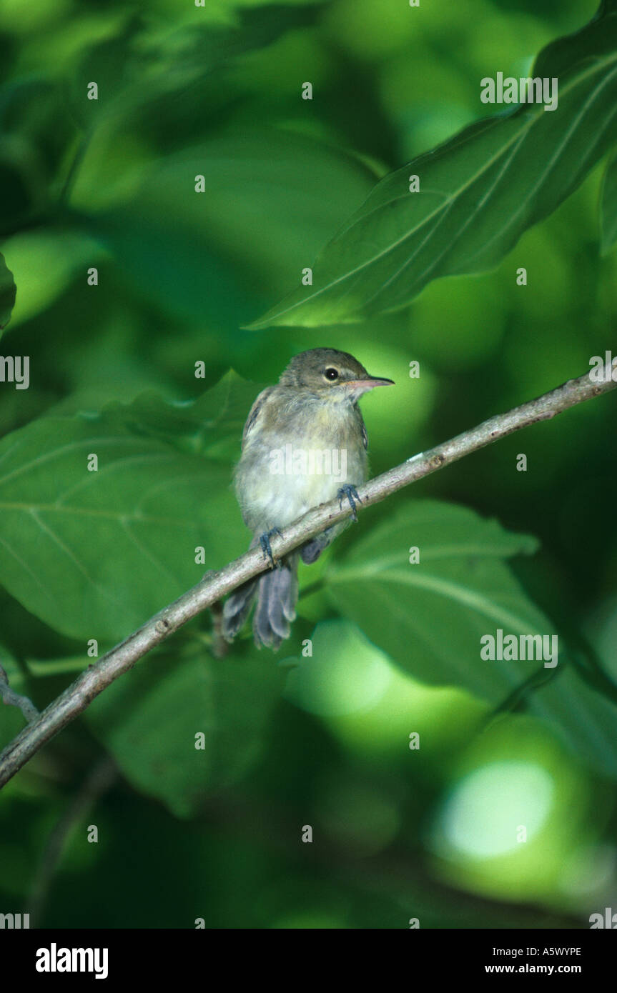 Seychelles warbler hi-res stock photography and images - Alamy