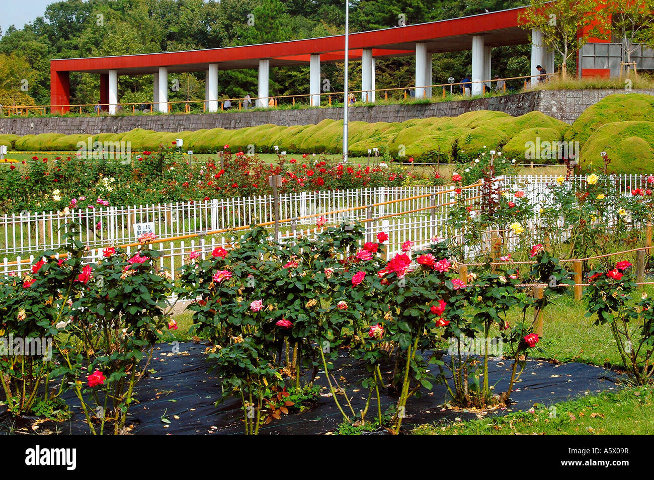 Ryokuchikoen High Resolution Stock Photography and Images - Alamy