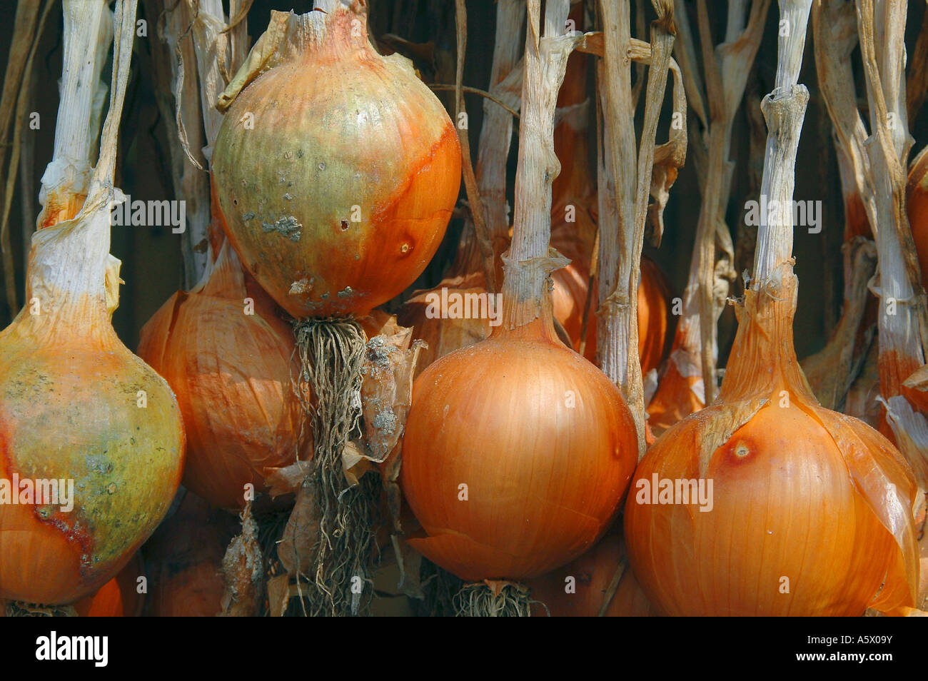 Ryokuchikoen High Resolution Stock Photography and Images - Alamy