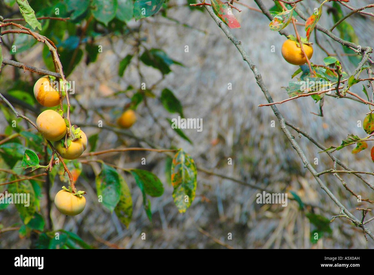 Ryokuchikoen High Resolution Stock Photography and Images - Alamy
