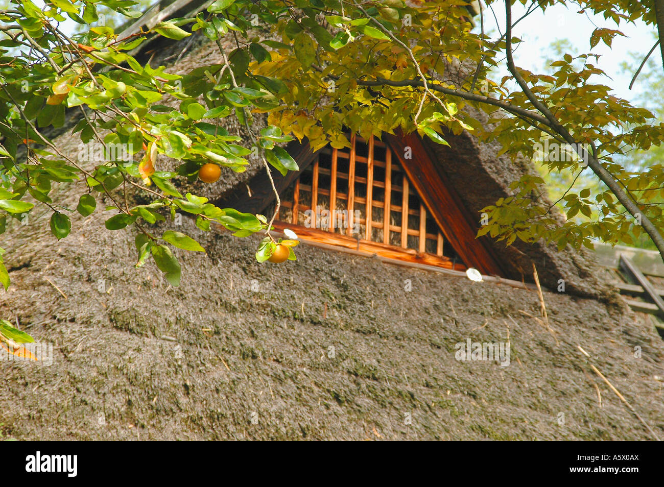 Ryokuchikoen High Resolution Stock Photography and Images - Alamy