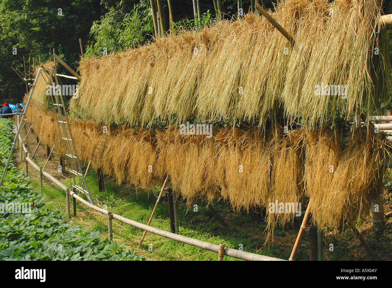 Ryokuchikoen High Resolution Stock Photography and Images - Alamy