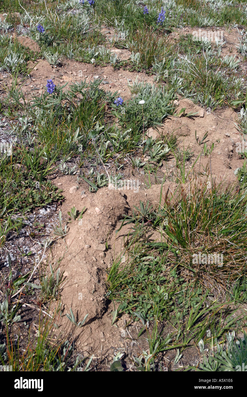 Burrowing in snow hi-res stock photography and images - Alamy