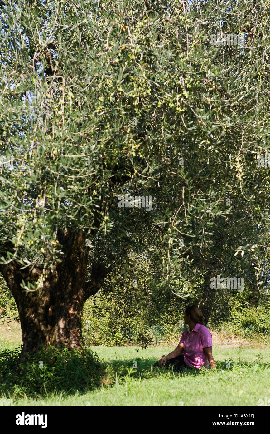 Woman sitting under olive trees Olea europaea Italy October 2006 Stock ...