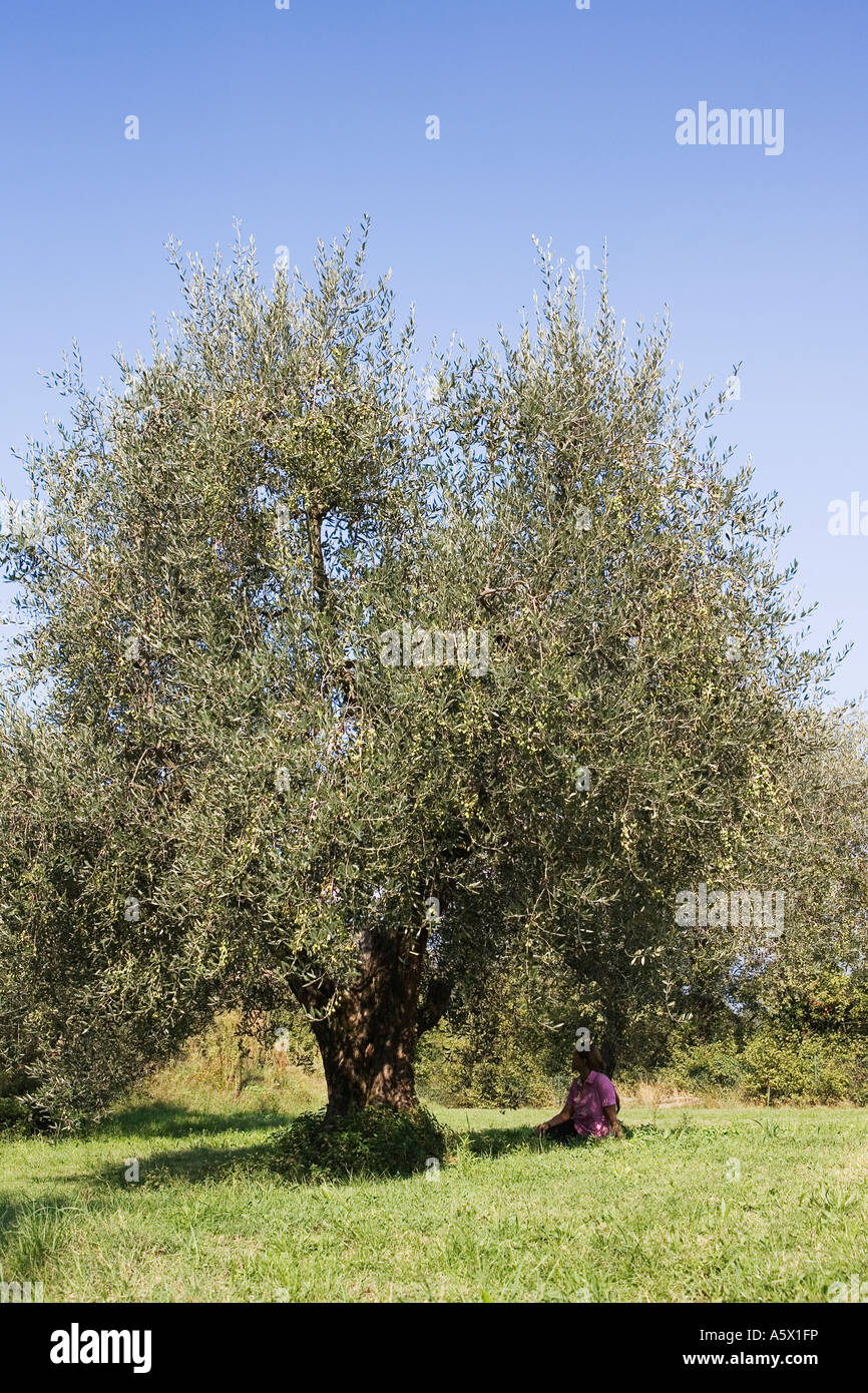 Woman sitting under olive trees Olea europaea Italy October 2006 Stock ...