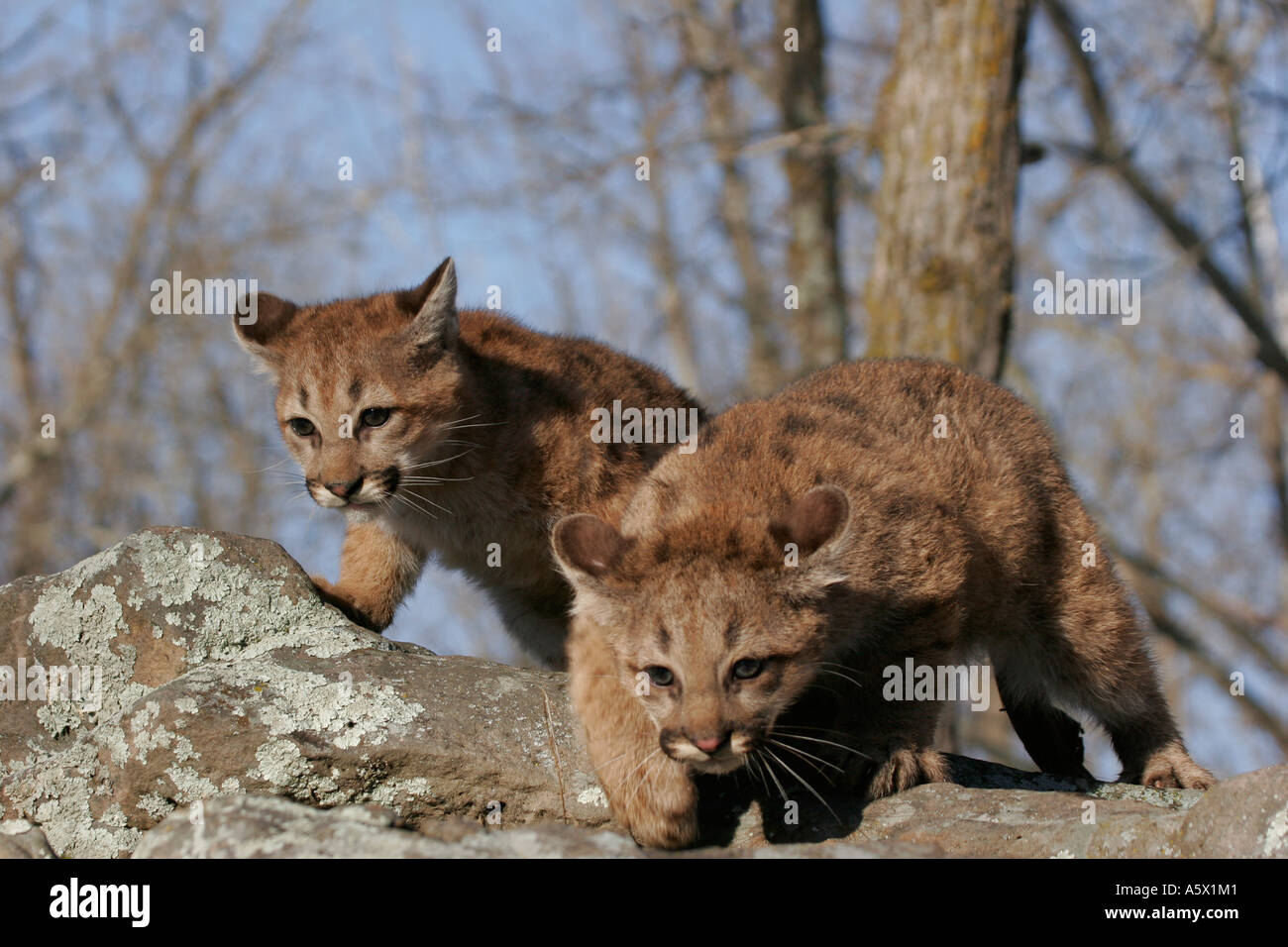 Baby cougar in snow hi-res stock photography and images - Alamy