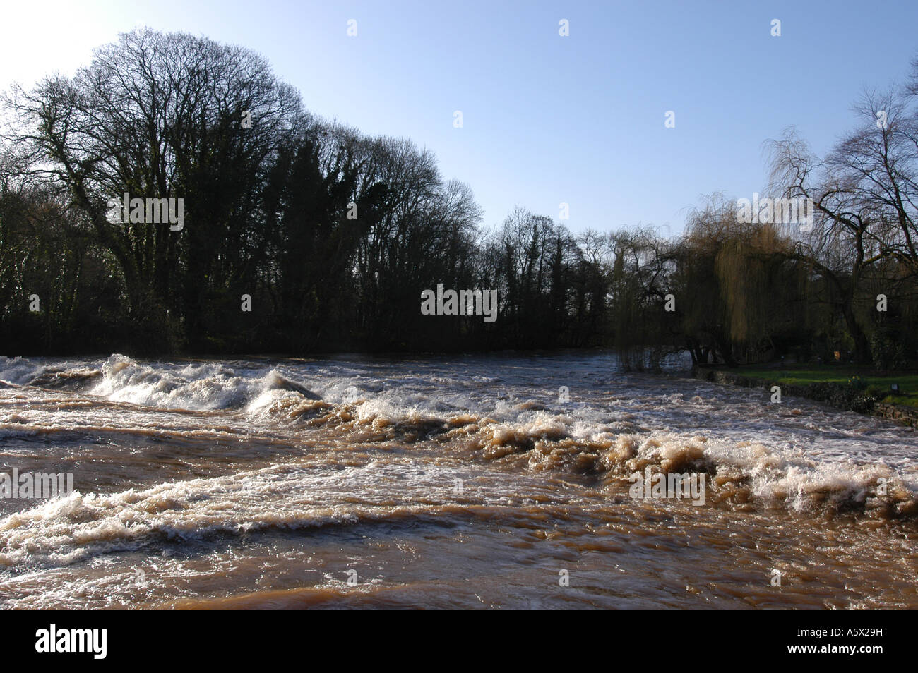 Spring sunshine on the swollen river exe at Bickleigh in Devon Stock ...