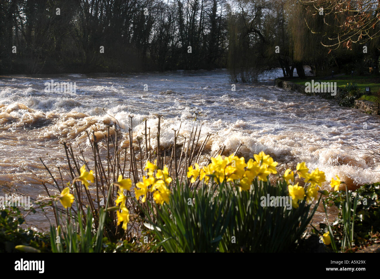 River daffodils devon hi-res stock photography and images - Alamy