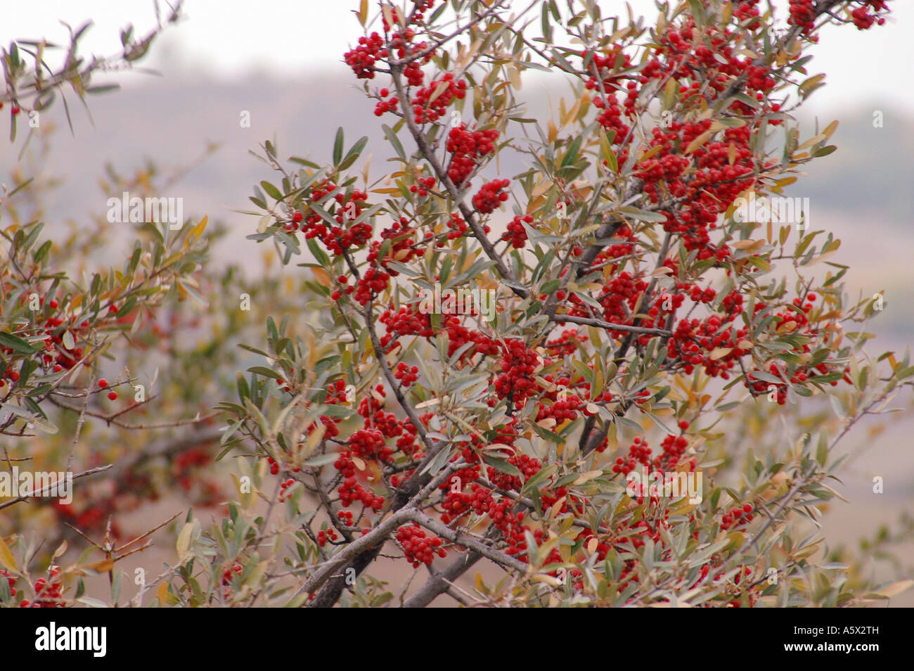 Dakota bush hi-res stock photography and images - Alamy