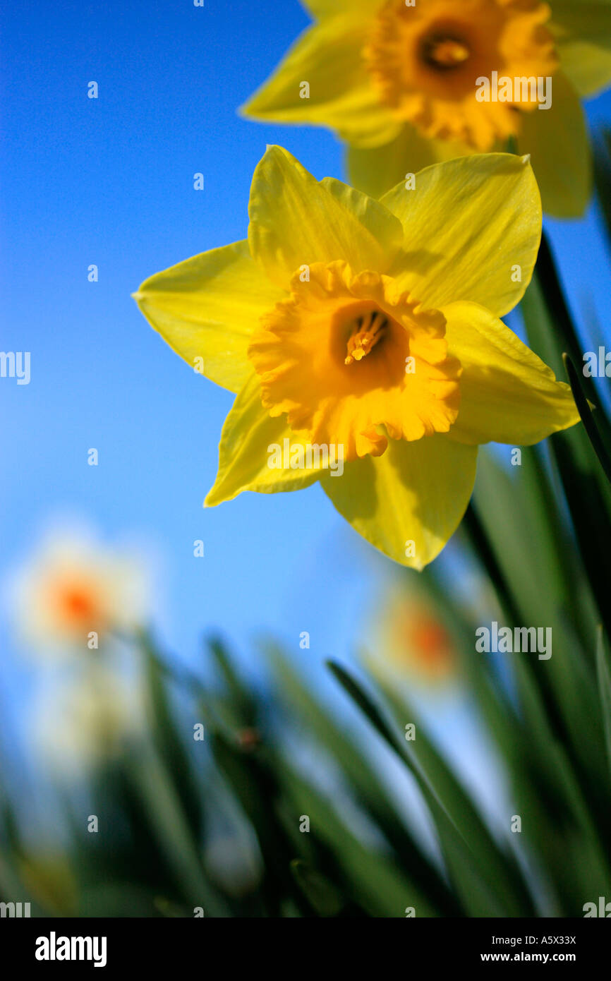 Close up of 2 daffodils in spring sunshine on angle against blue sky ...