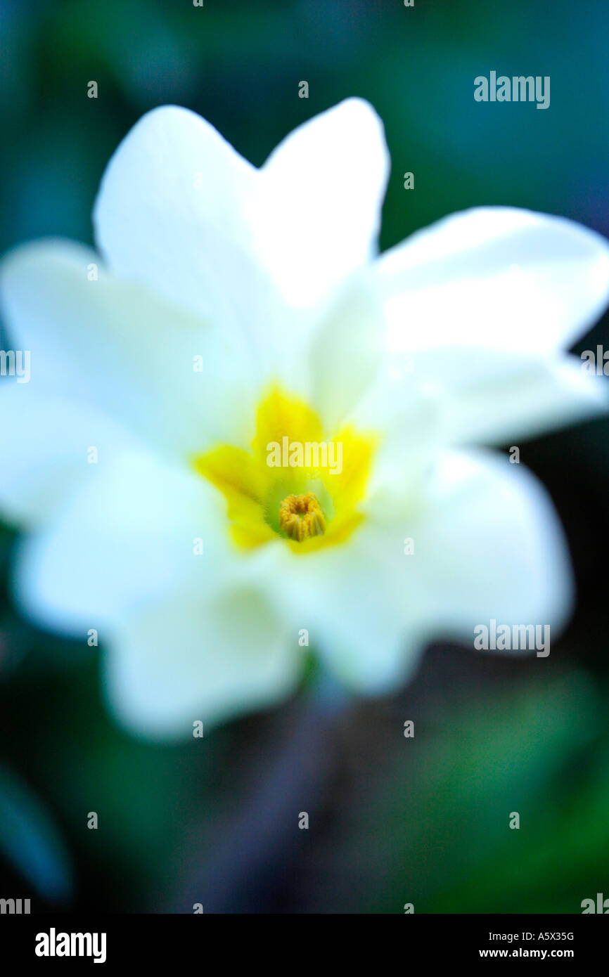 Close up of white crocus with yellow centre Stock Photo - Alamy