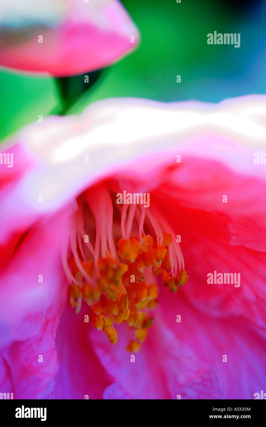 Close up of flower stamens and pollen Stock Photo - Alamy