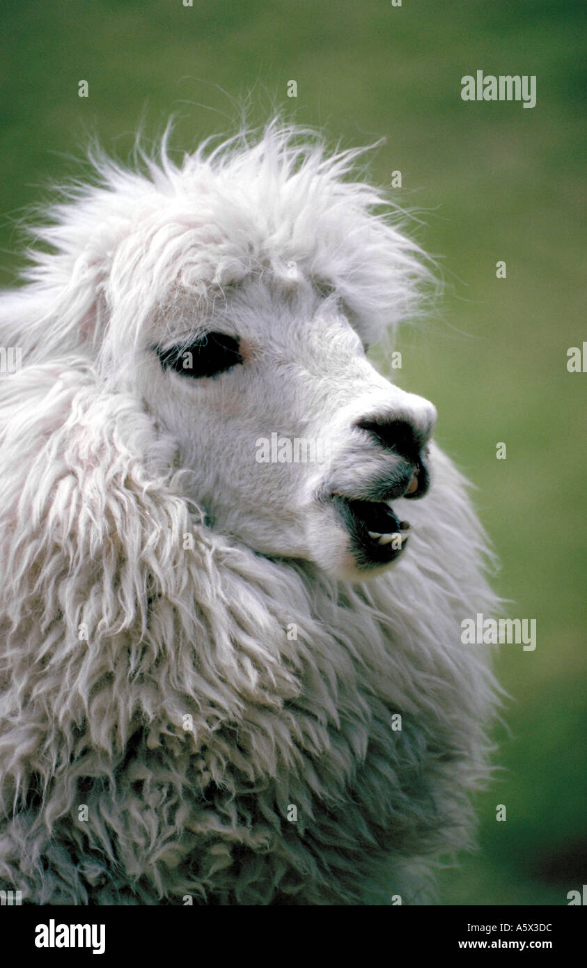Alpacas and sheep hi-res stock photography and images - Alamy