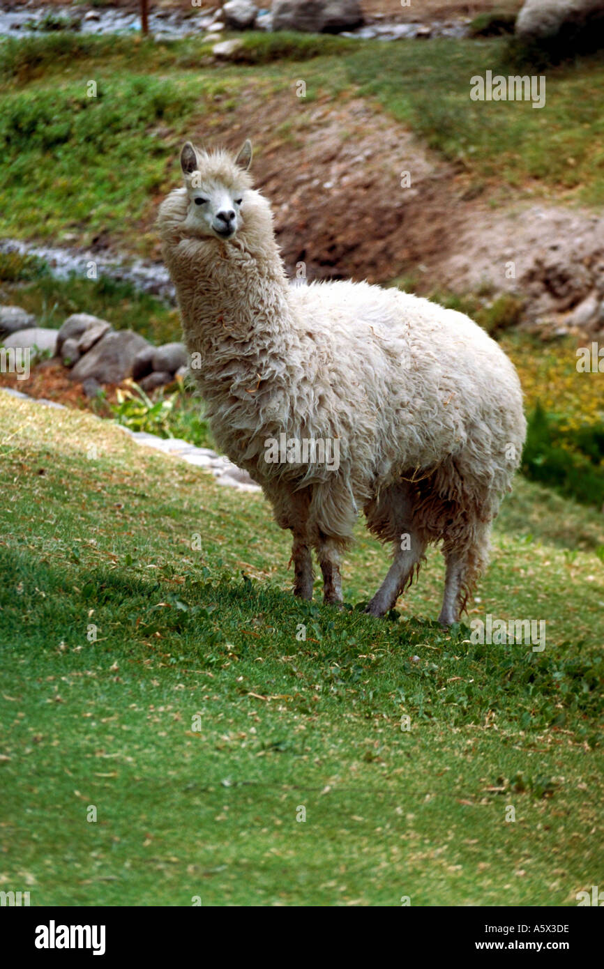 Alpacas and sheep hi-res stock photography and images - Alamy