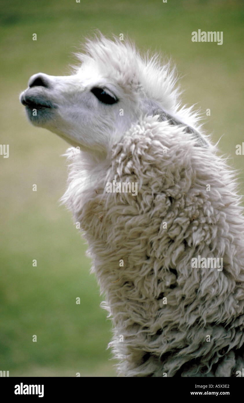 Alpaca fibres hi-res stock photography and images - Alamy