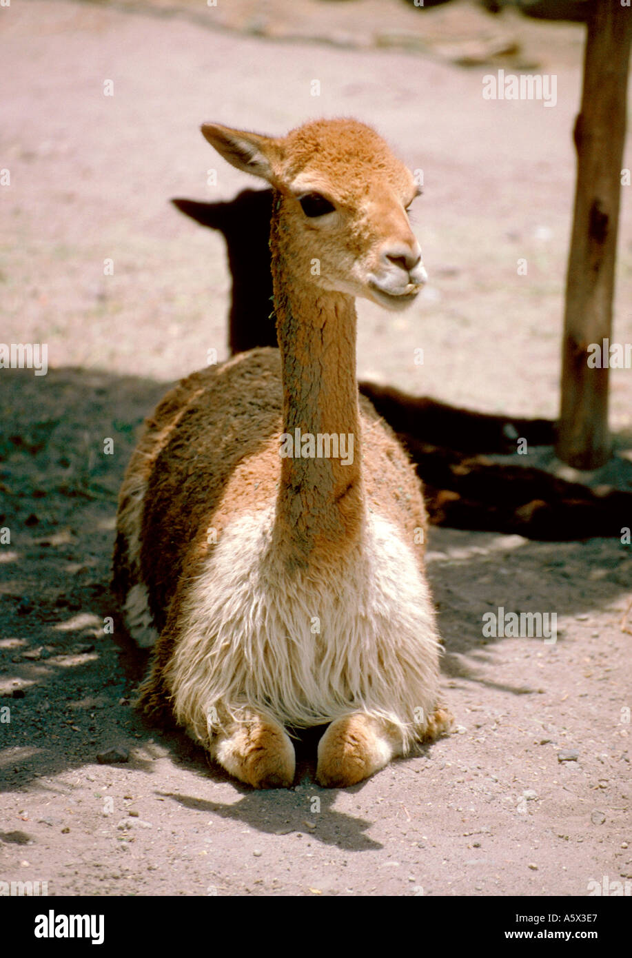 Peruvian Vicuna, Vicugna vicugna, Camelidae Stock Photo - Alamy