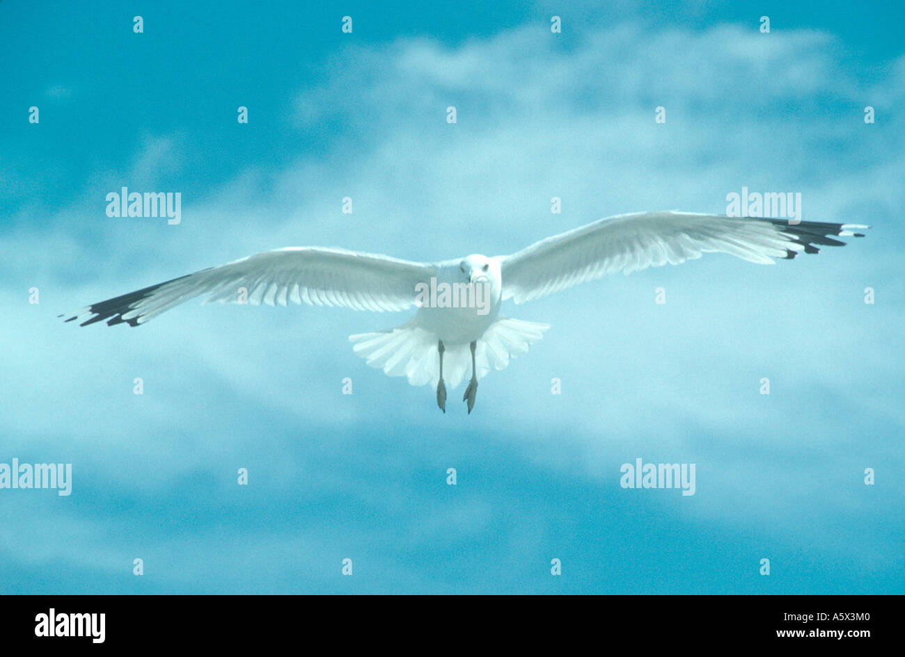 a floating seagull Stock Photo - Alamy