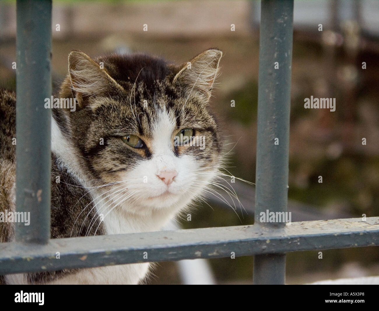 cat behind the gate Stock Photo - Alamy