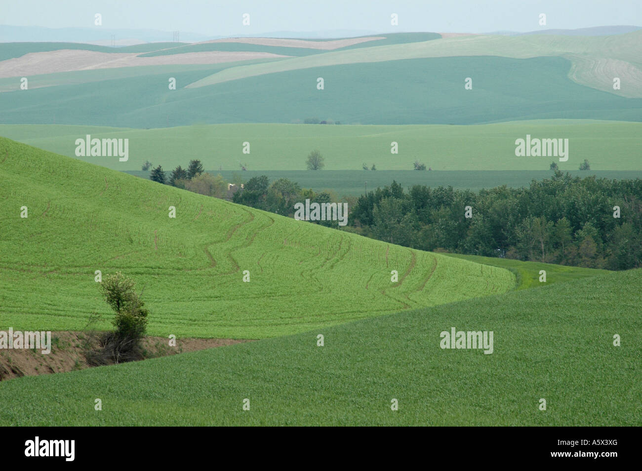 Painet jf6324 washington walla valley peas wheat agriculture farming ...
