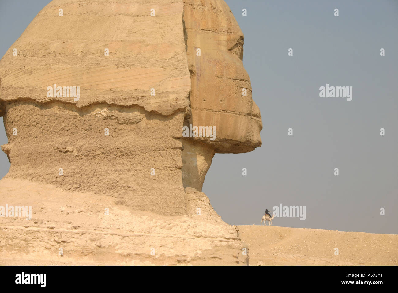 Profile of sphinx hi-res stock photography and images - Alamy