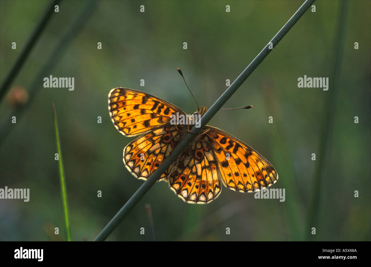 Pearl Bordered Fritillary Stock Photo - Alamy