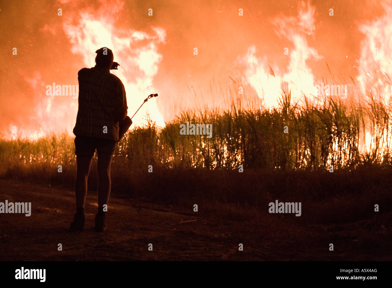 Sugar cane fire - Cairns, Queensland AUSTRALIA Stock Photo - Alamy