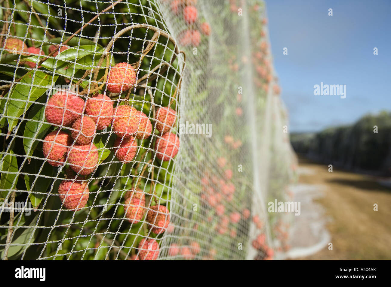 Lychee farming - Mareeba, Queensland, AUSTRALIA Stock Photo - Alamy