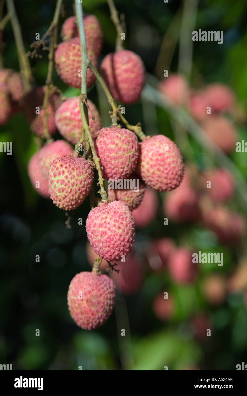 Lychees (litchis) - Mareeba, Queensland, AUSTRALIA Stock Photo - Alamy