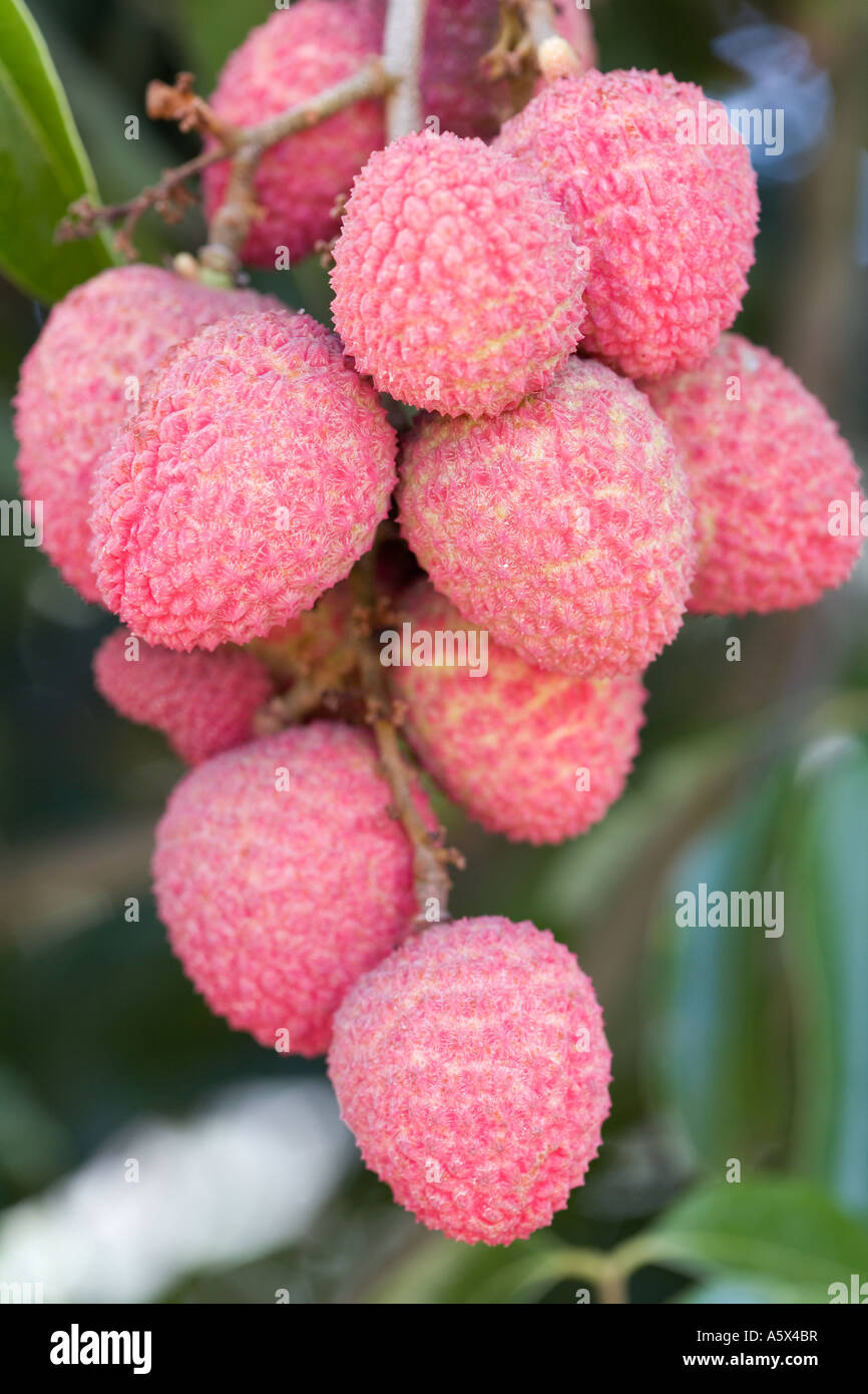 Lychee australia hi-res stock photography and images - Alamy