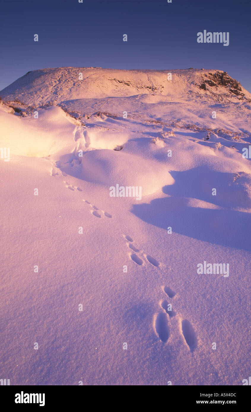 Mountain Hare tracks in snow Stock Photo - Alamy