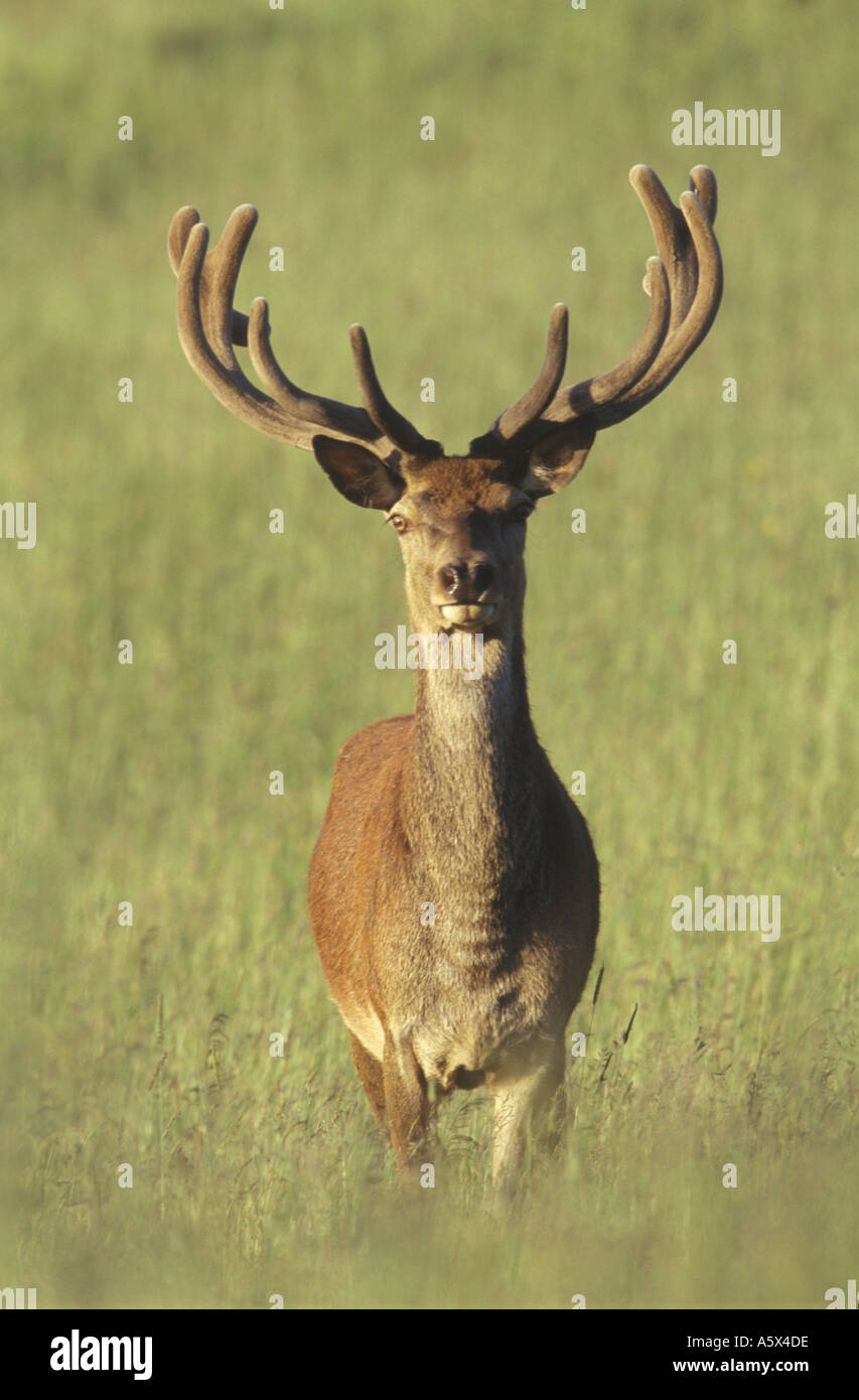 Red Deer stag in velvet Stock Photo - Alamy
