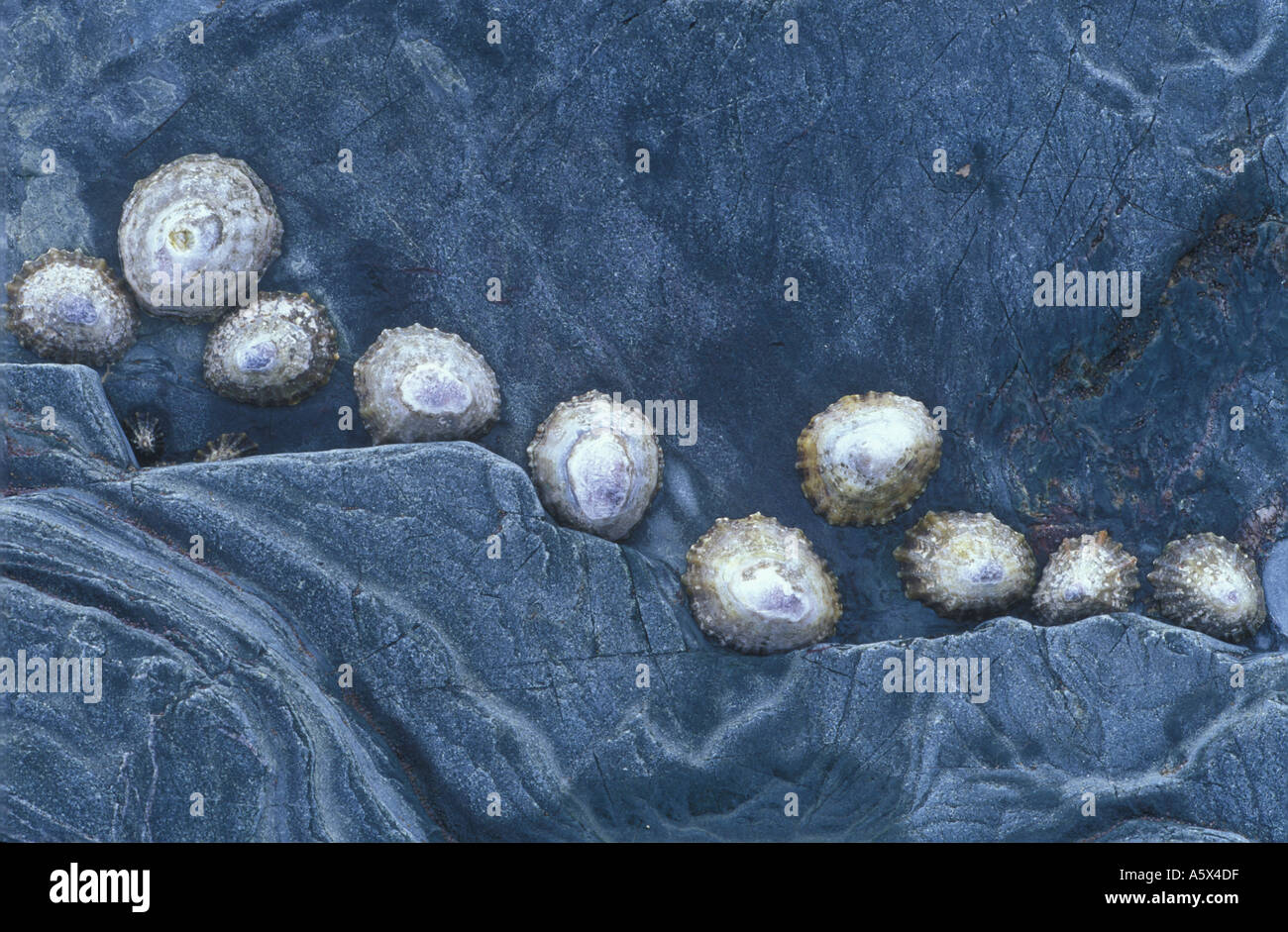 Invertebratem hi-res stock photography and images - Alamy