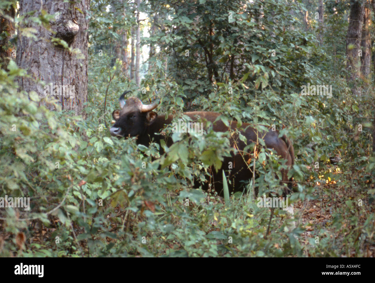 Gaur Indian Bison Stock Photo - Alamy