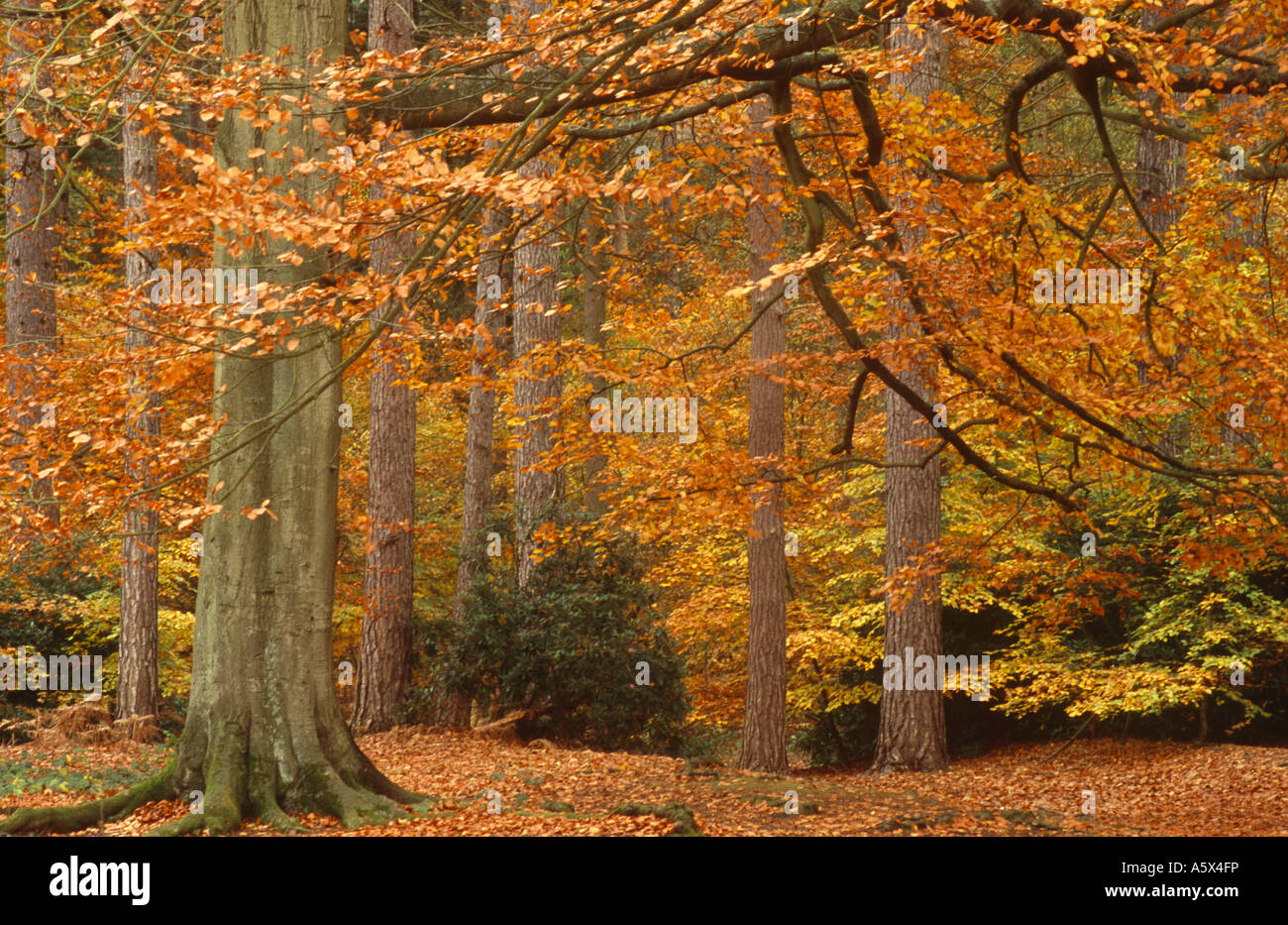 Beech and Pine Trees in Autumn, by Virginia Water, Windsor Great Park ...