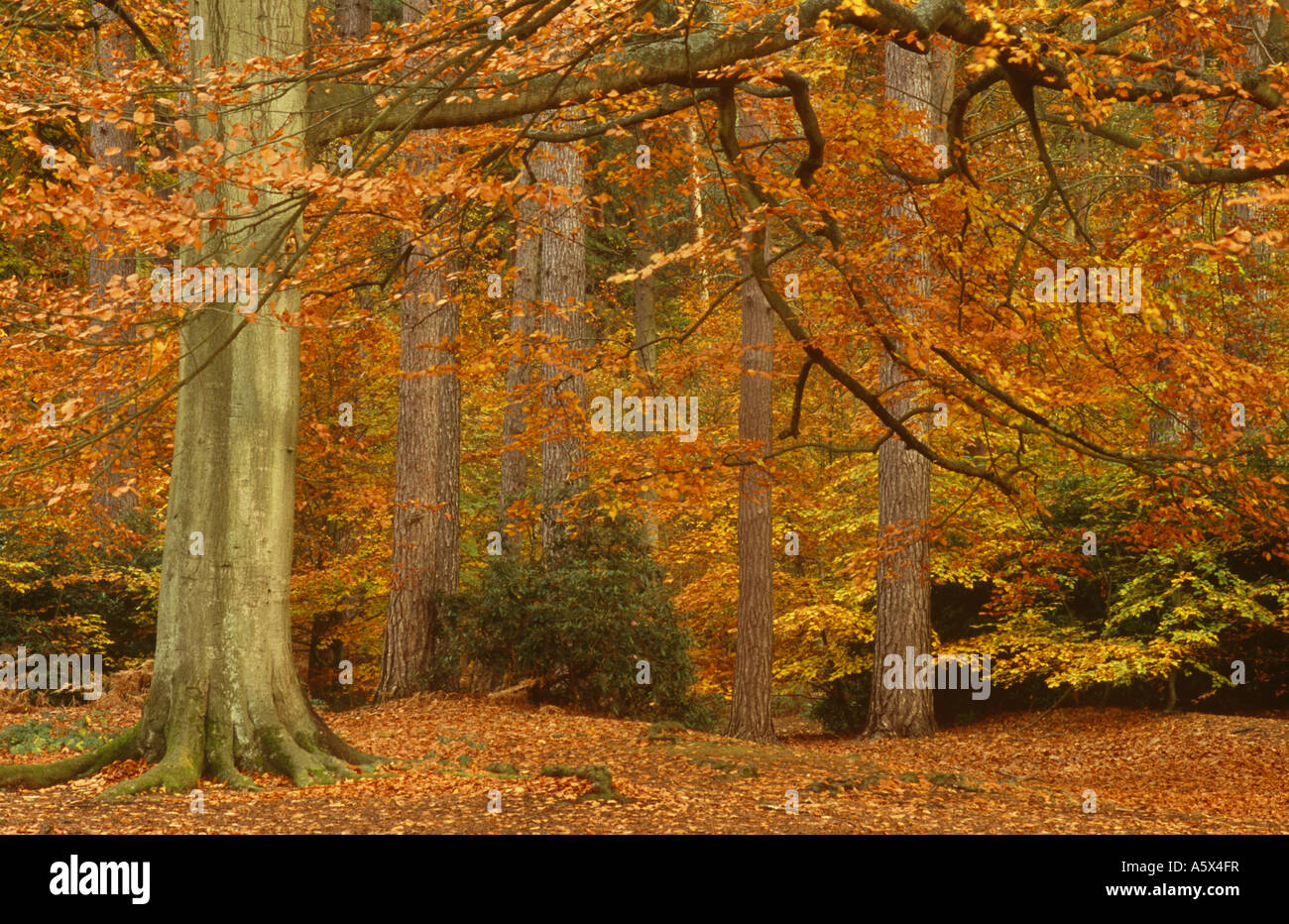 Windsor great park pine forest hi-res stock photography and images - Alamy