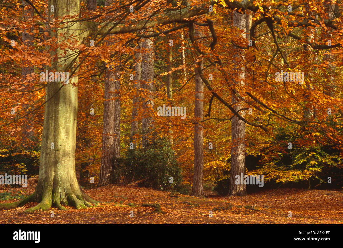 Beech and Pine Trees in Autumn, by Virginia Water, Windsor Great Park ...