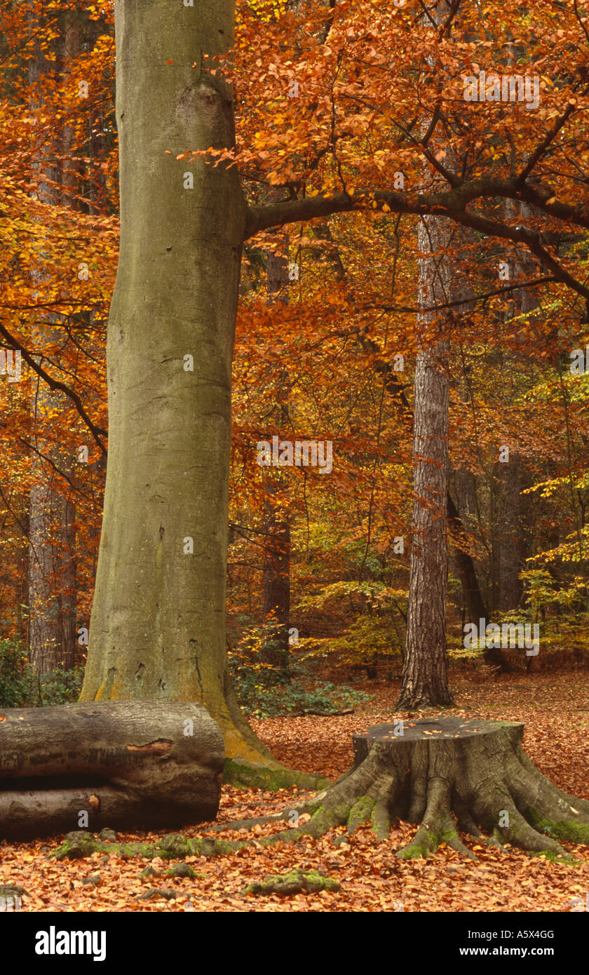 Windsor great park pine forest hi-res stock photography and images - Alamy