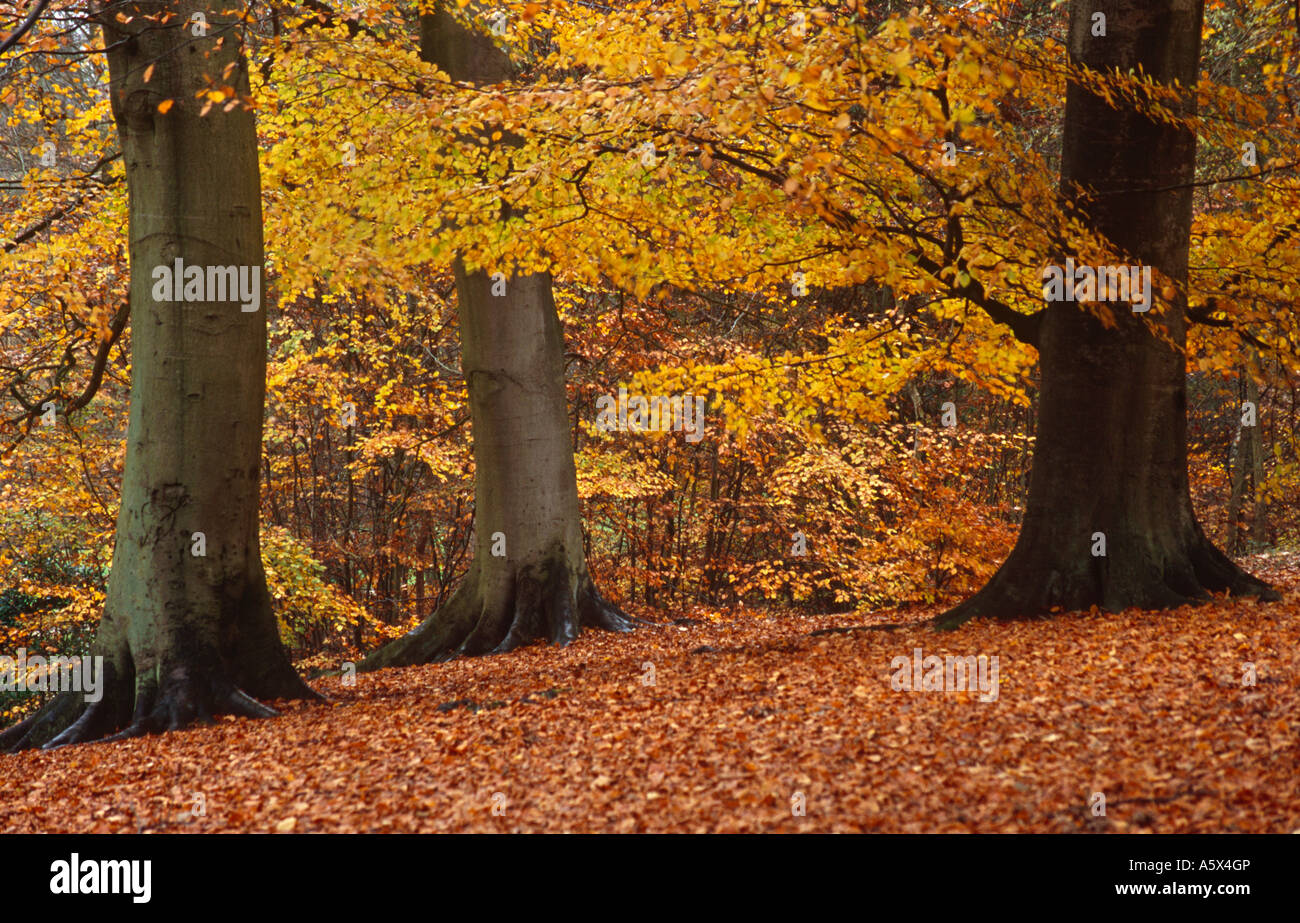 Beech Trees in Autumn, by Virginia Water, Windsor Great Park, Berkshire ...