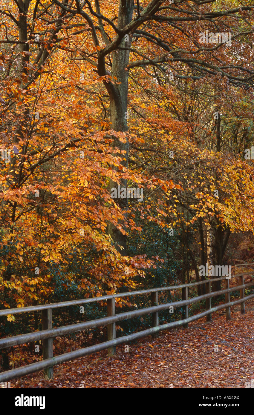Beaconsfield autumn hi-res stock photography and images - Alamy