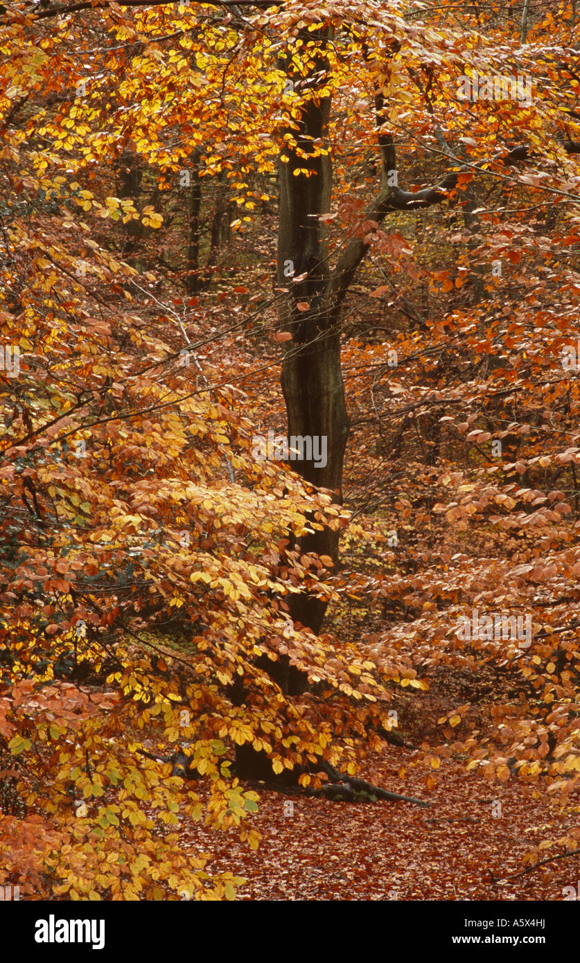 Beech Tree and Leaves in Autumn, Burnham Beeches, near Beaconsfield ...