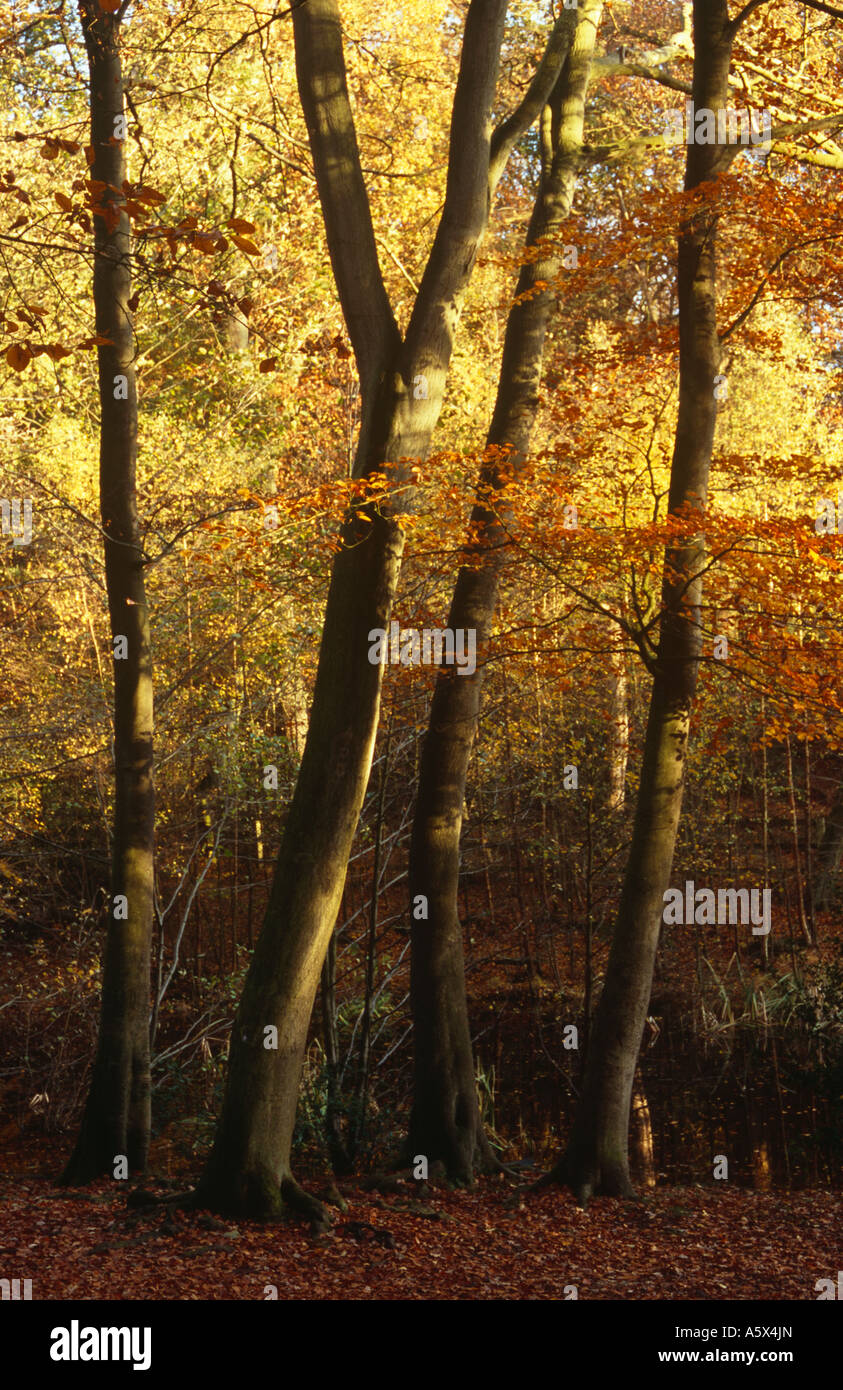 Beech Trees in Autumn, Burnham Beeches, near Beaconsfield ...
