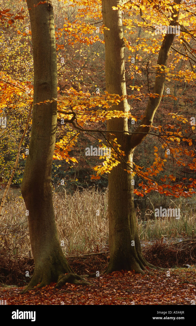 Beech Trees in Autumn, Burnham Beeches, near Beaconsfield ...