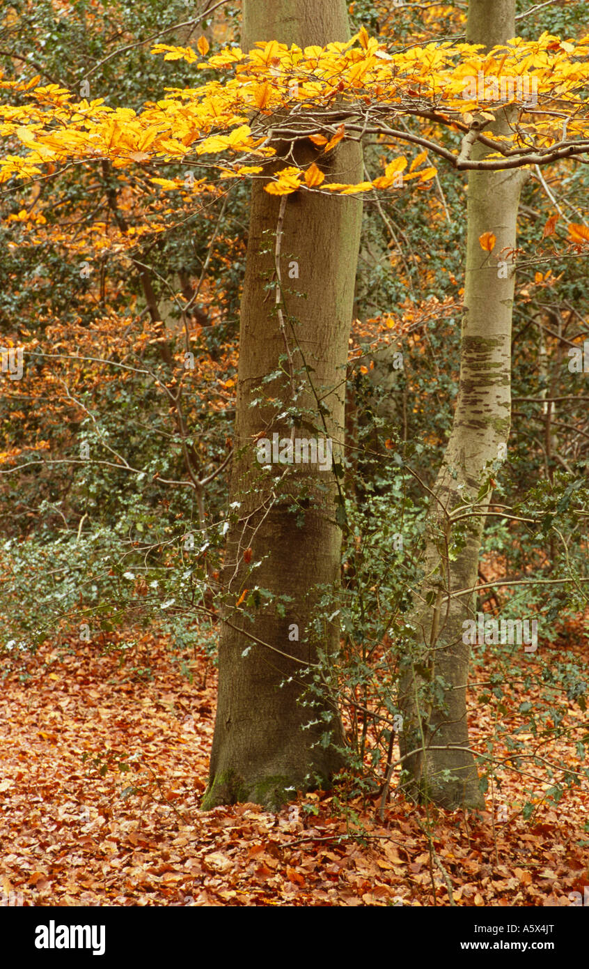 Beech Trees in Autumn, Burnham Beeches, near Beaconsfield ...