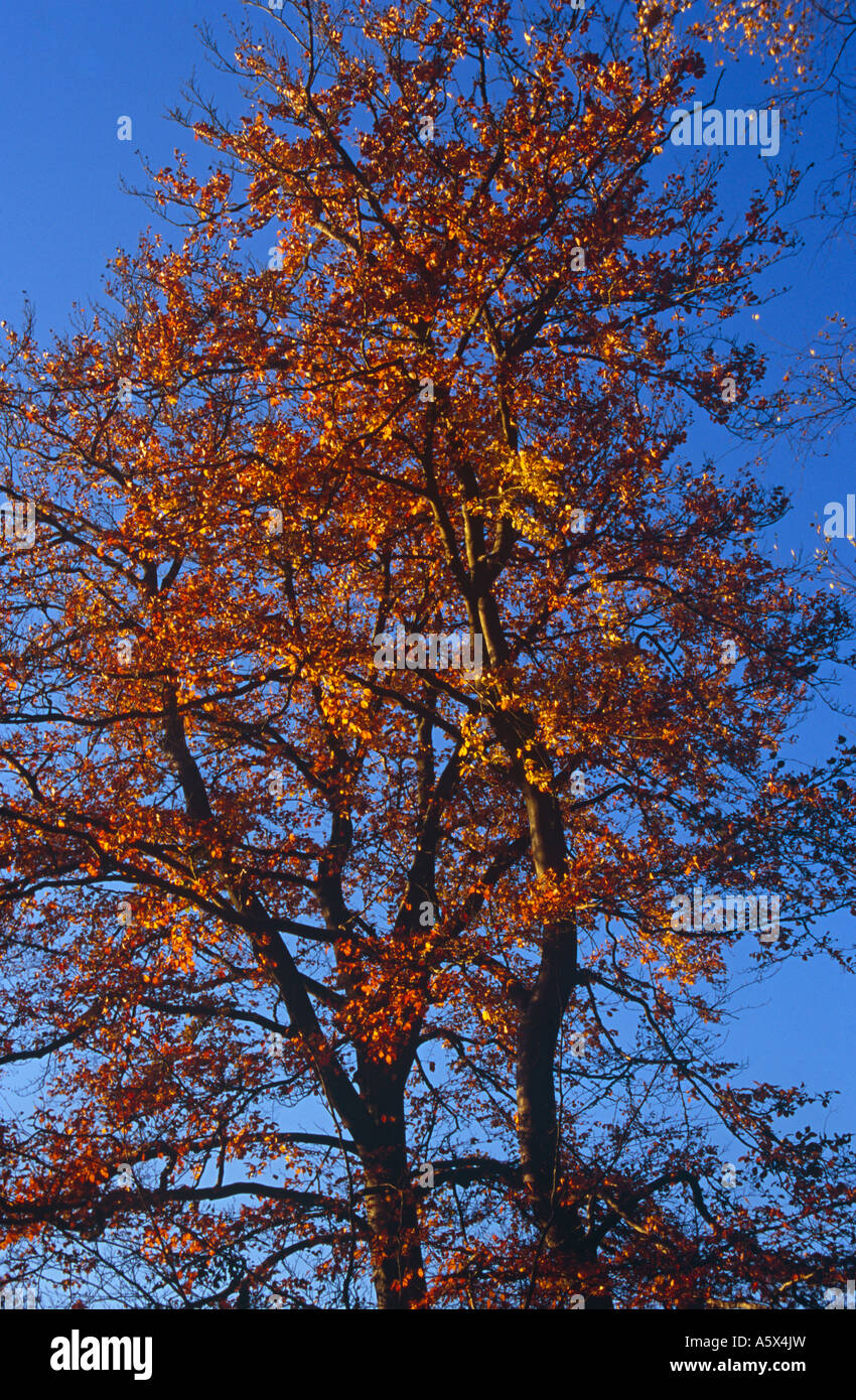 Autumn Trees, Burnham Beeches, near Beaconsfield, Buckinghamshire ...
