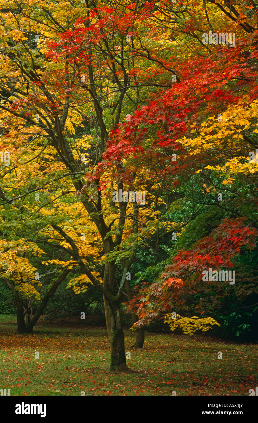 Acer (Maple) Trees in Autumn, Westonbirt Arboretum, near Tetbury, the ...
