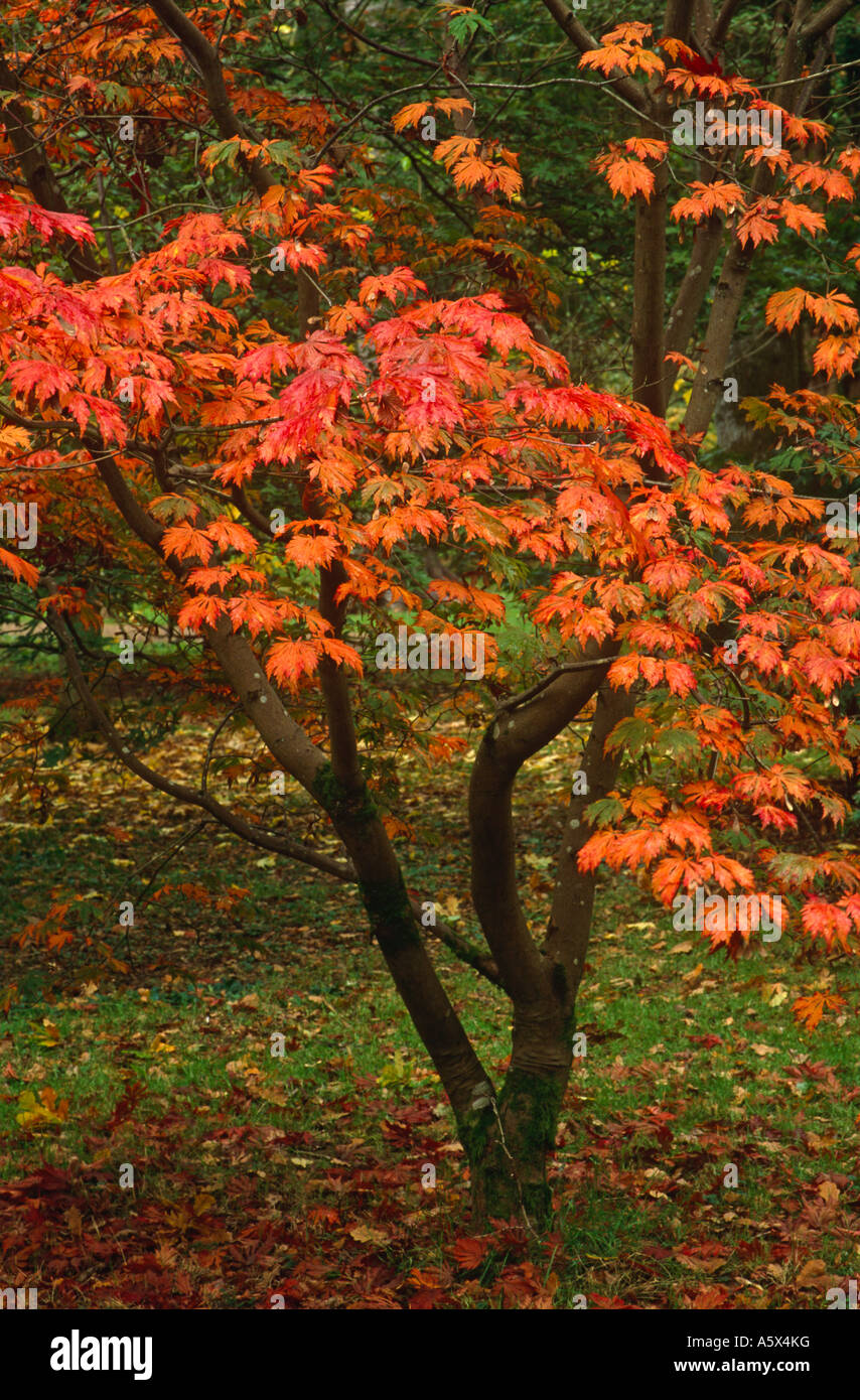 Acer (Maple) Tree in Autumn, Westonbirt Arboretum, near Tetbury, the ...