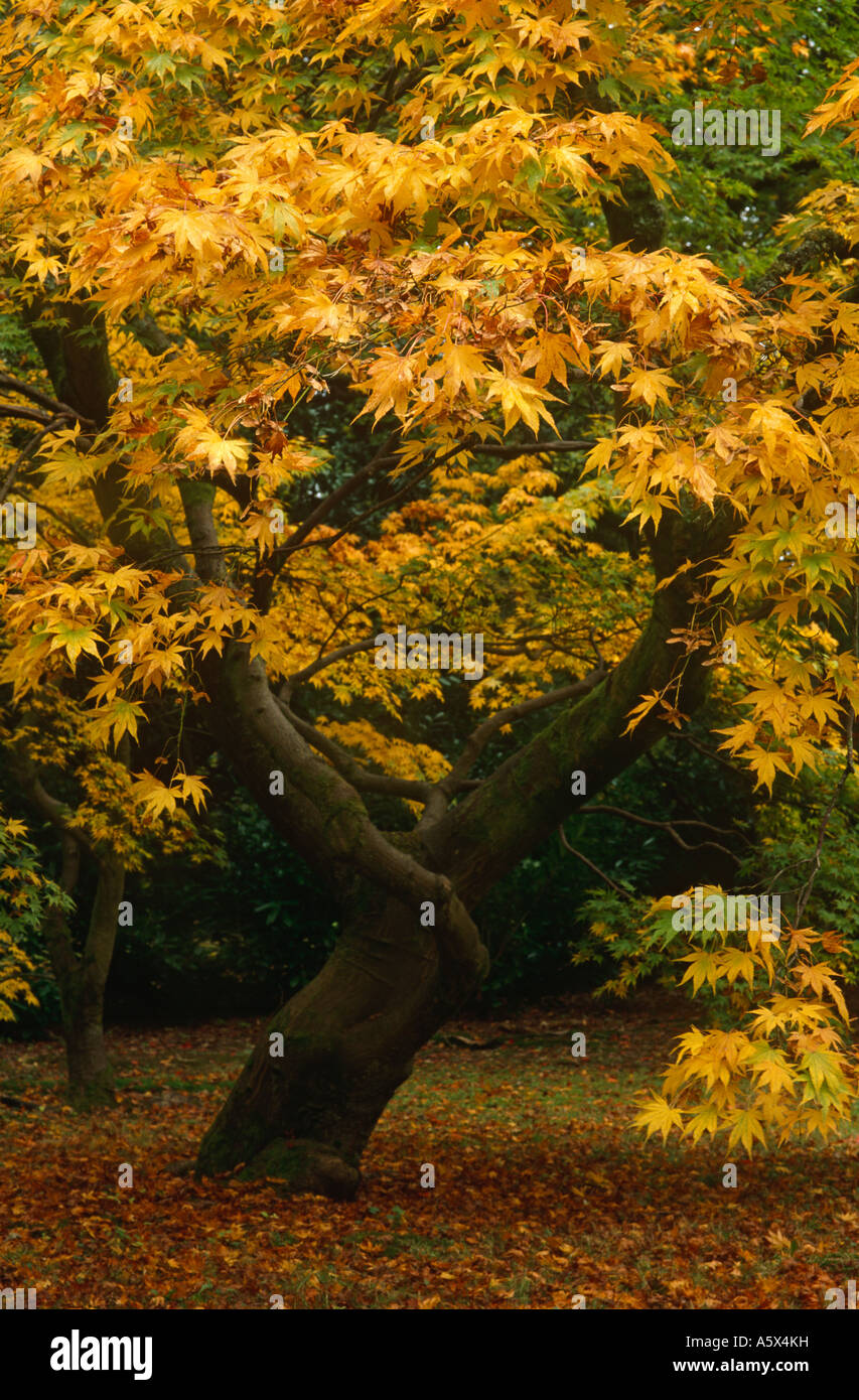Acer (Maple) Tree in Autumn, Westonbirt Arboretum, near Tetbury, the ...